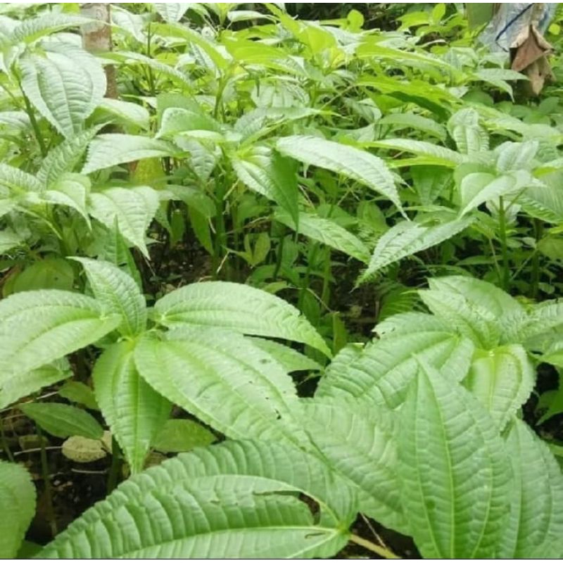 Jual daun pohpohan lalapan segar 500g | Shopee Indonesia