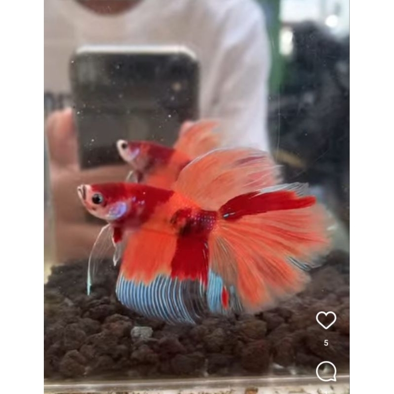 Jual HM NEMO LEBAR (KOLEKSI CUPANG) | Shopee Indonesia