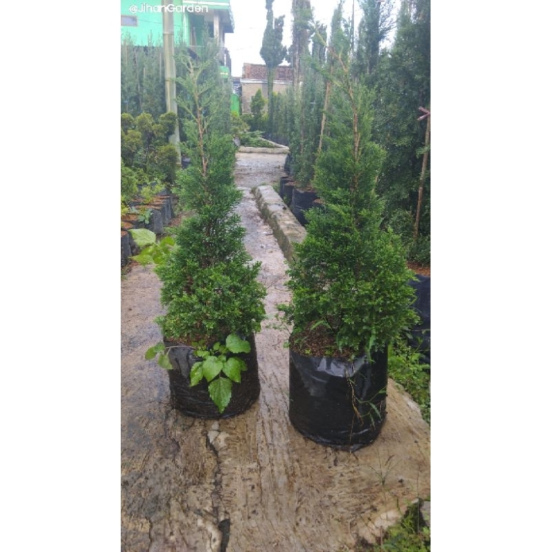 Jual Tanaman hias pohon cemara pua pua T50cm up | Shopee Indonesia