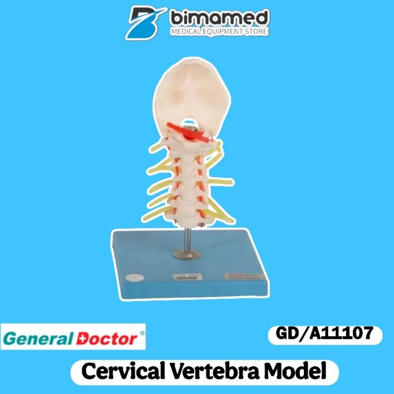 Jual Phantom manikin Model Vertebra Serviks / Cervical Vertebra Model ...