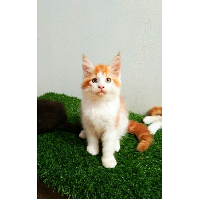 Jual Kucing Kitten MaineCoon Pure No mix. induk ped Cfa Pure Maine Coon ...