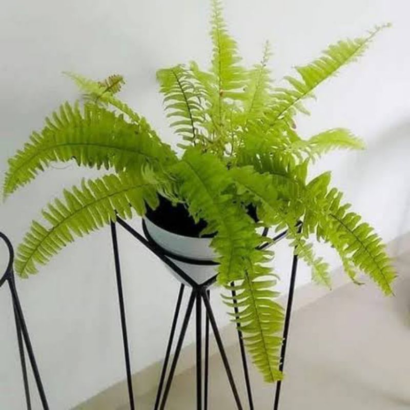 Jual Pakis Boston pakis hias paku gunung panjang ukuran 30-50 cm ...