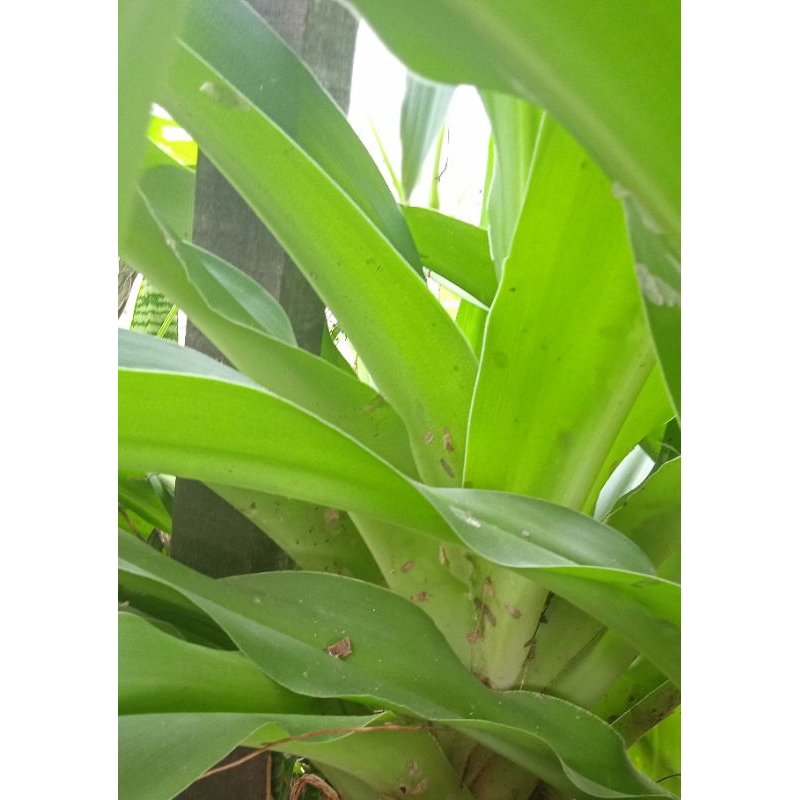 Jual daun oppu-oppu/bakung 2lembar segar | Shopee Indonesia