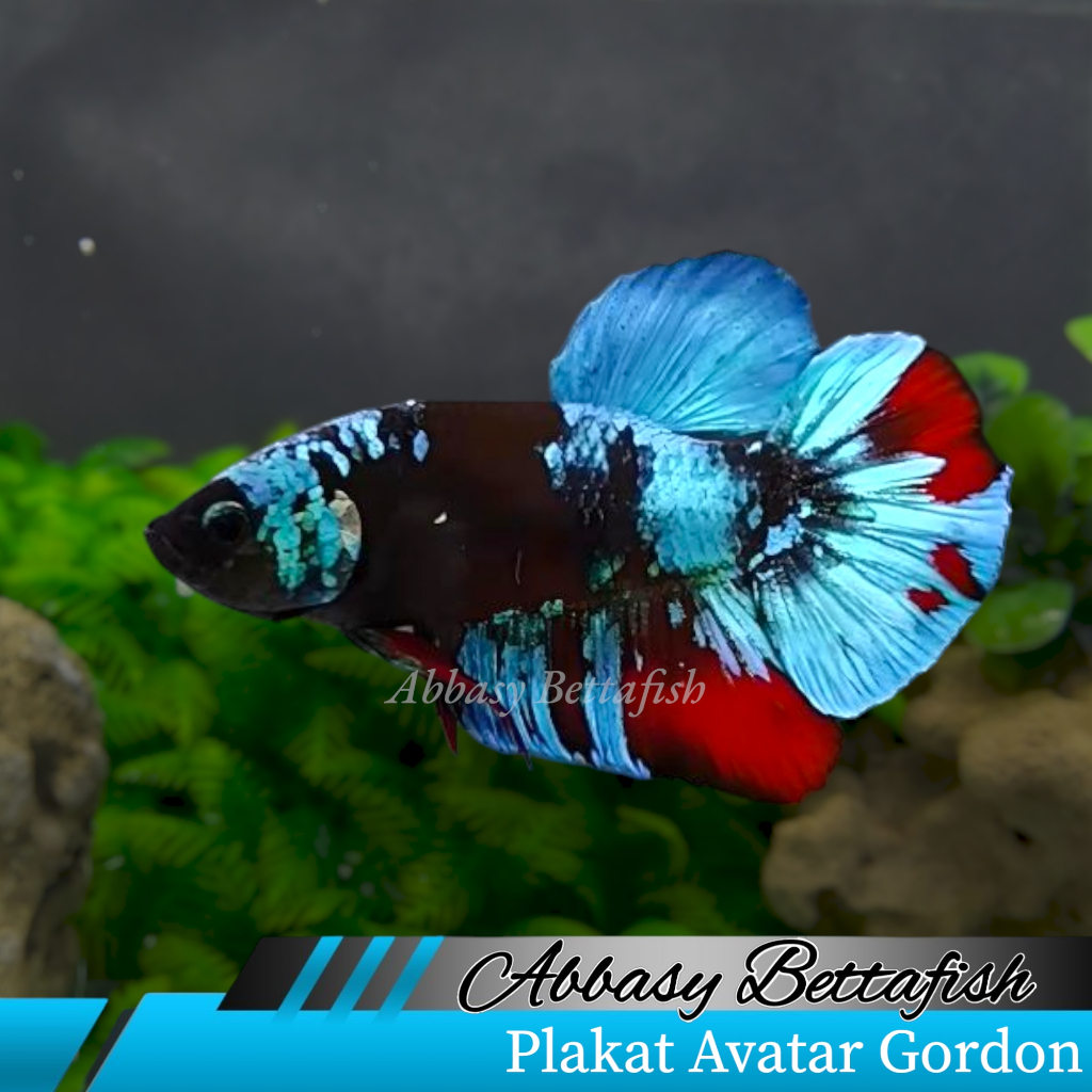 Jual Plakat Avatar Gordon Male Real Picture | Shopee Indonesia