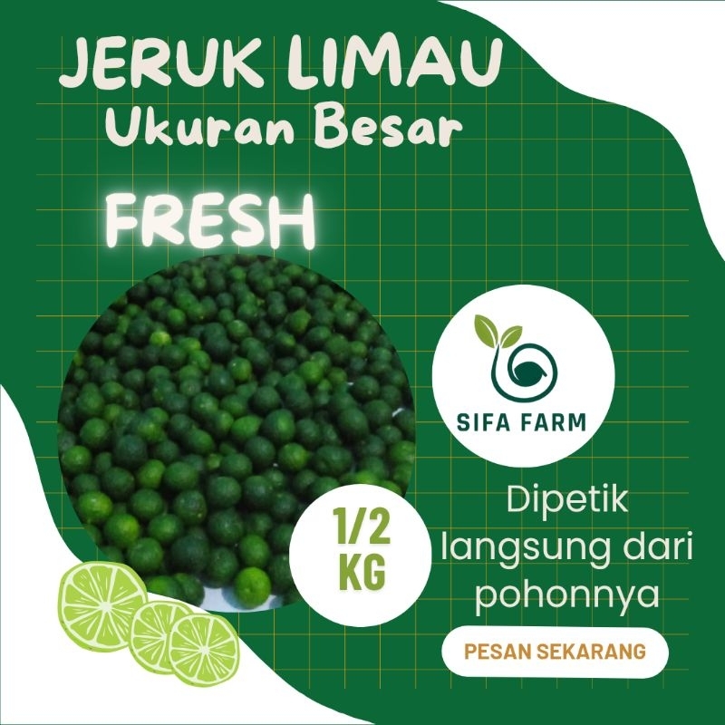 Jual Sifa Farm Jeruk Limau | Limo | Sambal 1/2 kg Ukuran Besar | Shopee ...