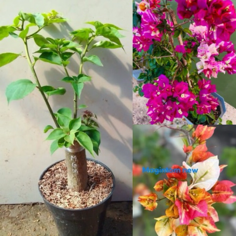 Jual Bibit Bugenvil Impor 1 pohon 2 warna Magintom & Murayama | Shopee ...