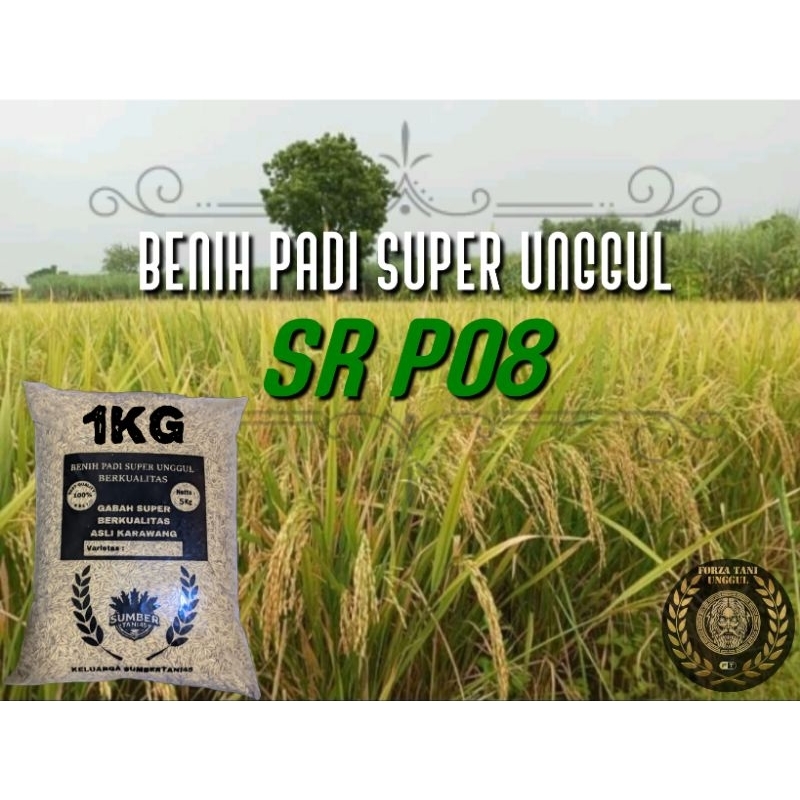 Jual benih padi SR P08 ULTRA GENJAH super unggul. 1kg | Shopee Indonesia