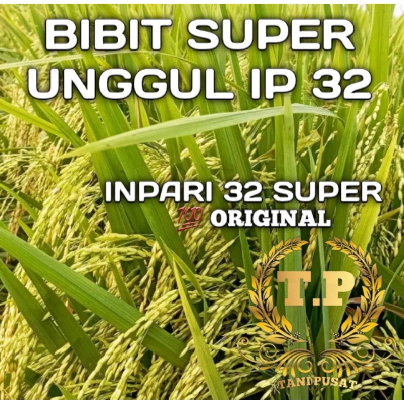 Jual BENIH PADI INPARI 32 SUPER BIBIT ASLI TERPERCAYA 100%ORIGINAL KEMASAN 1KG | Shopee Indonesia