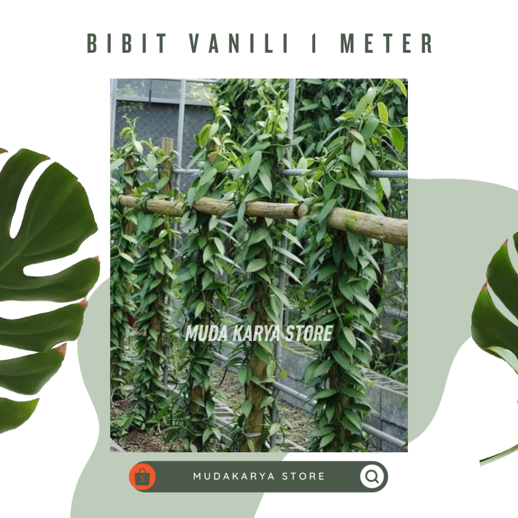 Jual BIBIT STEK VANILI PLANIFOLIA 1 METER - BIBIT VANELI VANILA UNGGUL ...
