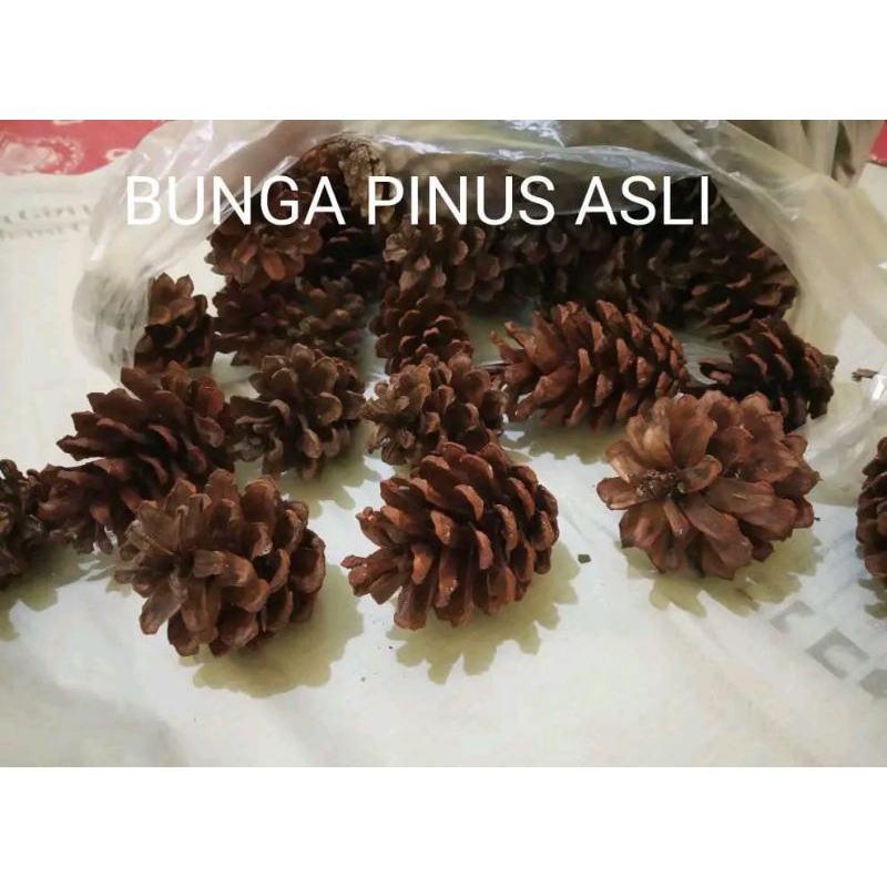 Jual 10 PCS BUNGA PINUS ASLI | Shopee Indonesia
