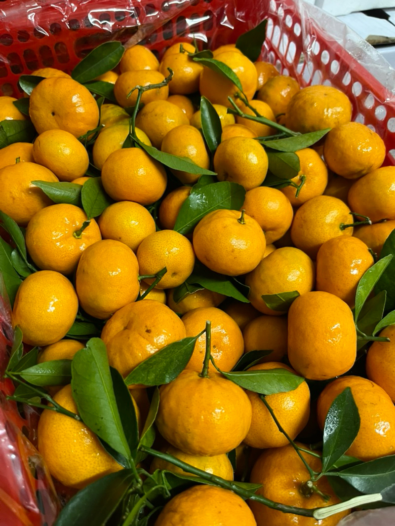 Jual JERUK SHANTANG KERANJANG 6,5KG JERUK MINI KECIL | BUAH MANIS SEGAR ...