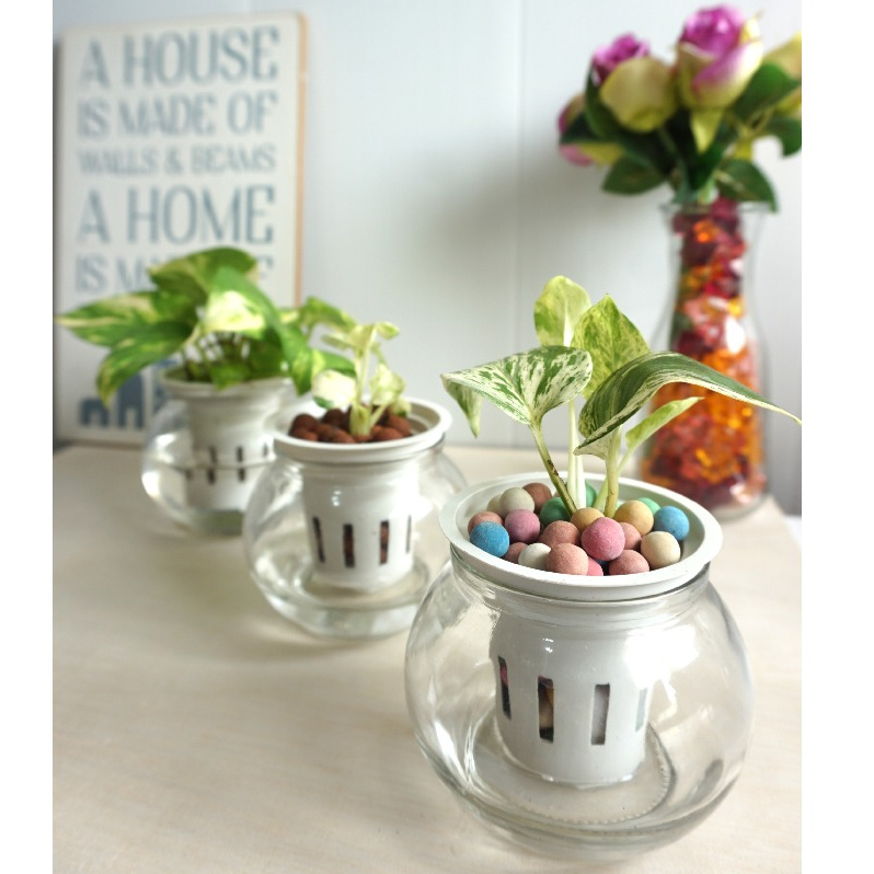 Jual Mini Self Watering Pot Kaca/Pot Hidroponik Kaca/Pot Kaca Minimalis ...