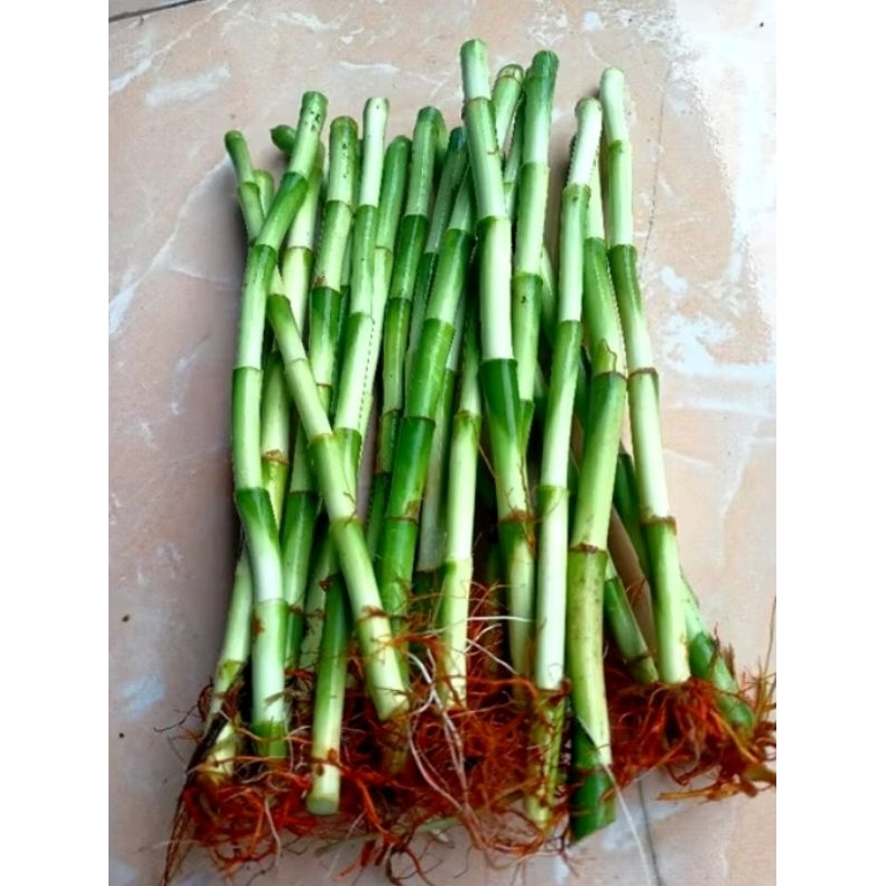 Jual BAMBU HOKI BERAKAR BAMBU HOKI PER 10BATANG SIAP TANAM BUAT VAS ...