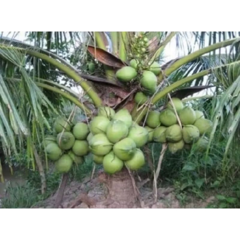 Jual {COD } Paket 2 Batang Bibit Kelapa Genjah Entok Super | Shopee ...