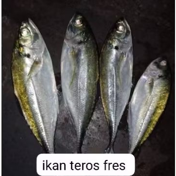 Jual ikan tengkek ikan teros 1 kg murah banget | Shopee Indonesia