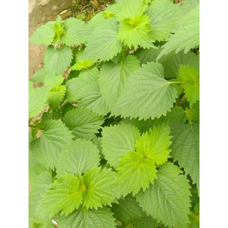 Jual daun matcho perilla daun Tionghoa 10 lembar | Shopee Indonesia