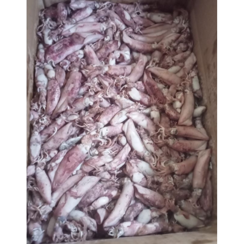 Jual CumiTelorAsinKualitasPremium 250 gram , Cumi asin telor | Shopee ...