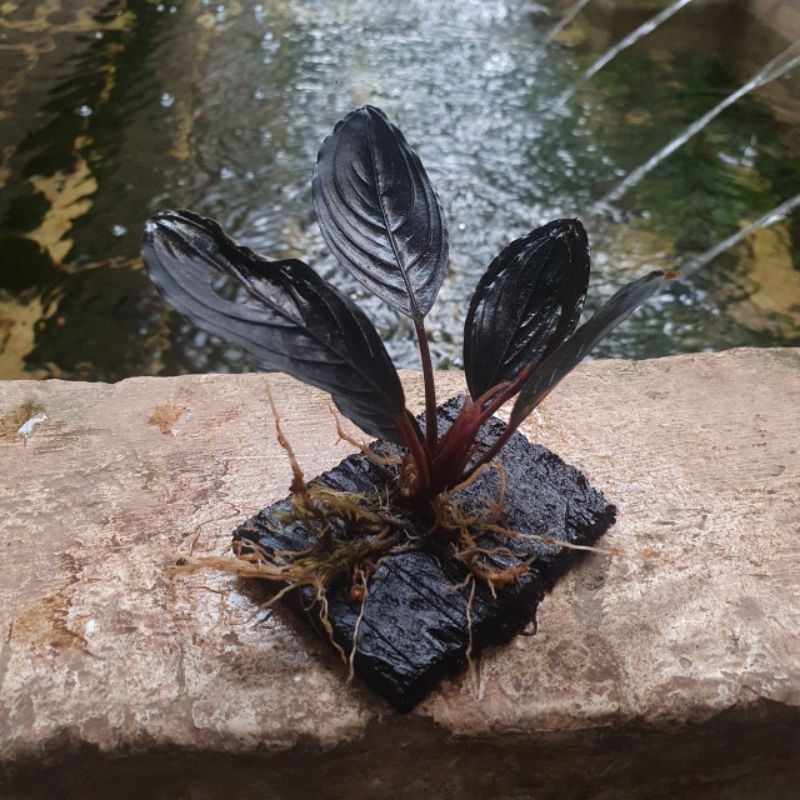 Jual Bucephalandra SK Skeleton King Dark - Tanaman Hias Air Aquarium ...
