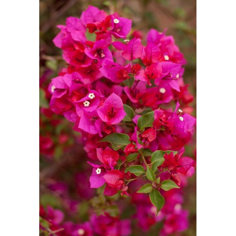 Jual Tanaman Hias Bougenville Baby Pink Allison - Tanaman Hias Bibit ...