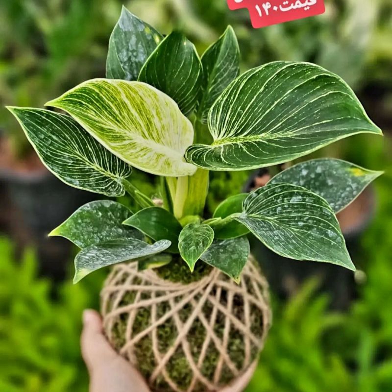 Jual Tanaman Hias Philo Birkin / Philo Birkin / Pilow Birkin/ Syngonium ...