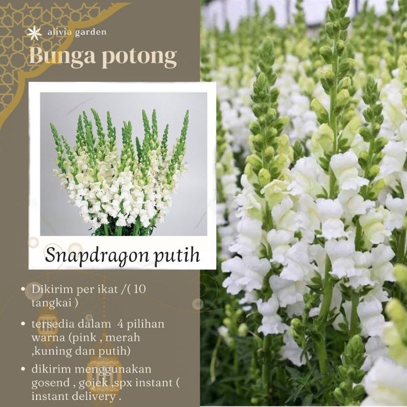 Jual bunga potong snapdragon putih ( instant delivery ) | Shopee Indonesia