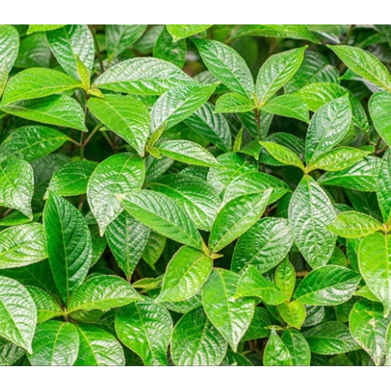 Jual Daun keji beling daun pecah beling segar 500 gram | Shopee Indonesia