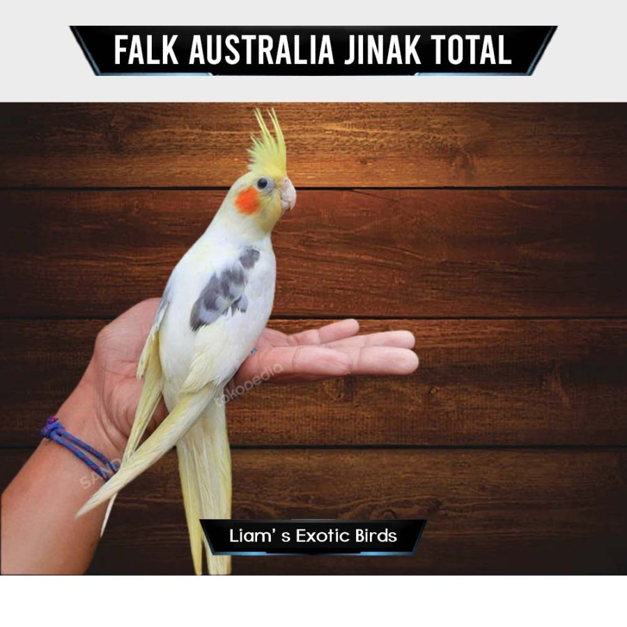 Jual Burung Cockatiel Falk Parkit Australia Jinak Skill Bahan untuk FF ...