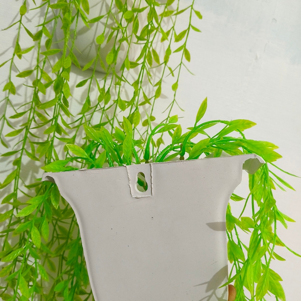 Jual 5pcs Daun Juntai Rambat Lee Kwan Yew Hoya Costa Gradasi Hijau Tua ...