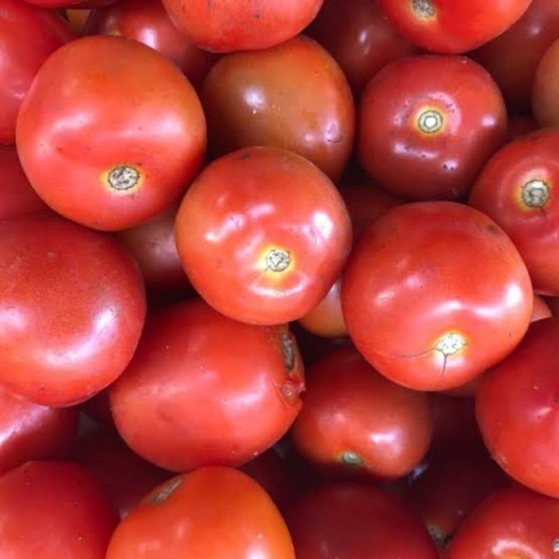 Jual tomat merah segar 250gr | Shopee Indonesia