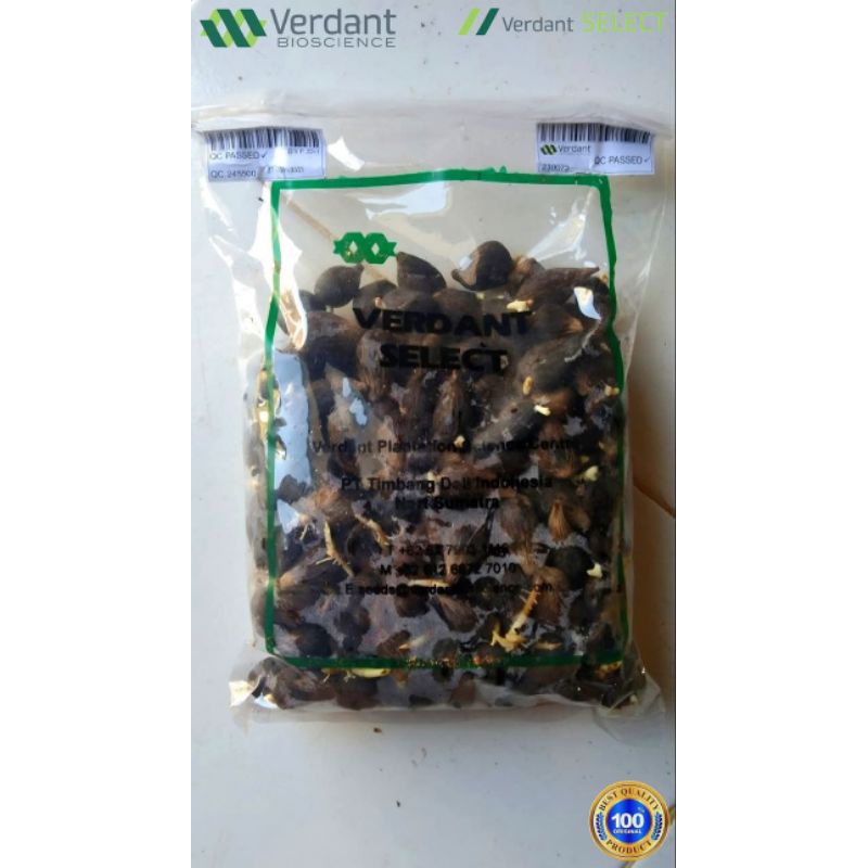 Jual Bibit kecambah sawit Verdan Select | Shopee Indonesia