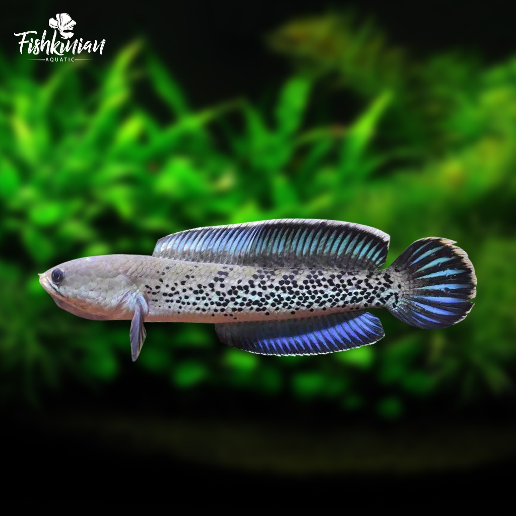 Jual Ikan Channa Stewarti GRADE A | Shopee Indonesia