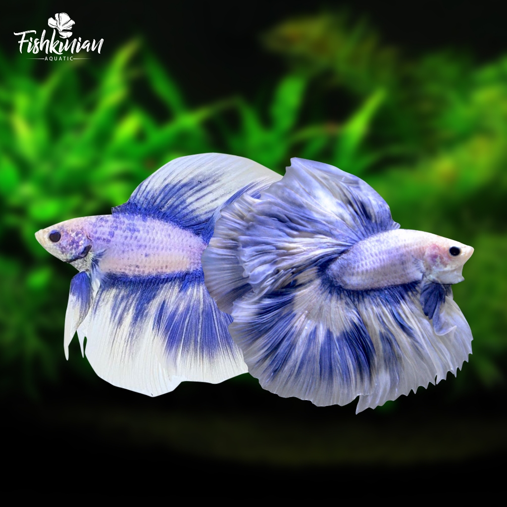 Jual Ikan Cupang Halfmoon Double Tail (HMDT) Grizzle GRADE A | Shopee ...