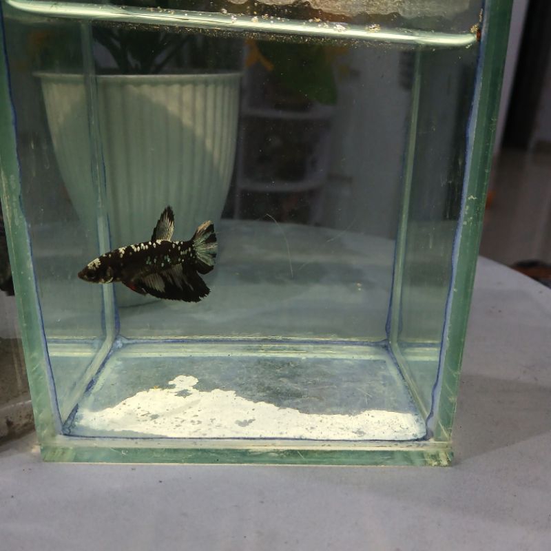 Jual (552) Hiasan Akuarium HMPK Avatar Cooper / Foto Asli ( Cupang ...