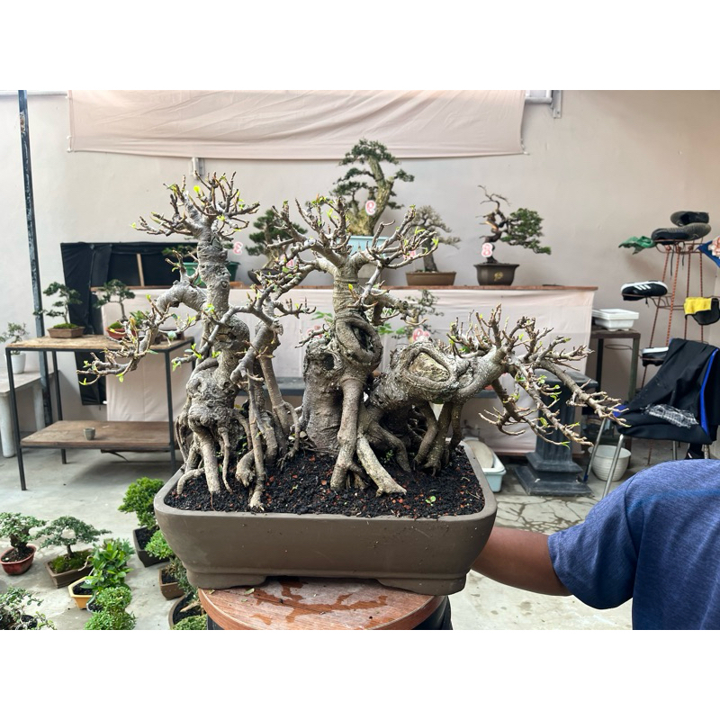Jual bonsai dollar micro | Shopee Indonesia