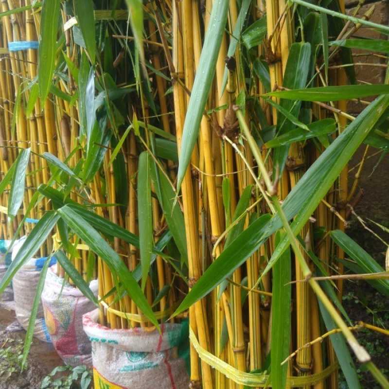 Jual 1 Rumpun Pohon Bambu Kuning Tinggi 1 meter | Shopee Indonesia