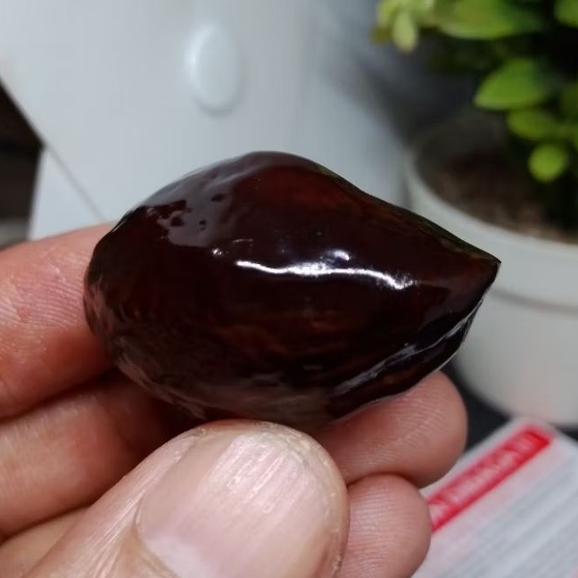 Jual Muncang Jayanti Semi Urgen ( ngambang ) | Shopee Indonesia