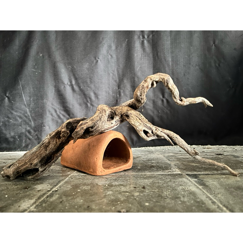 Jual Santigi Laut/ Stigi Laut (Pemphis Acidula) | Shopee Indonesia