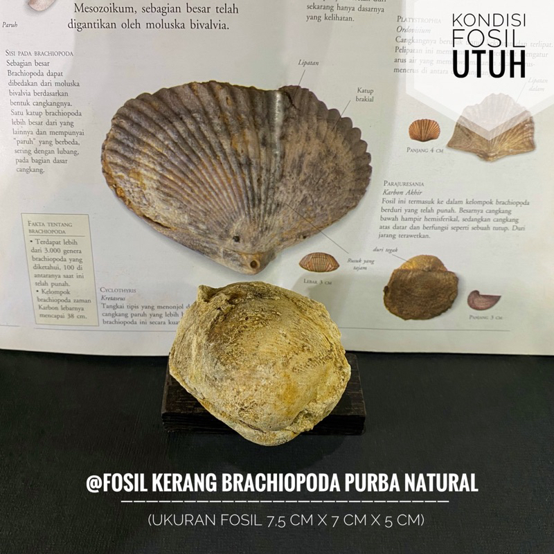 Jual Fosil Kerang Brachiopoda Natural B18 atau Fosil Keong atau Fossil ...
