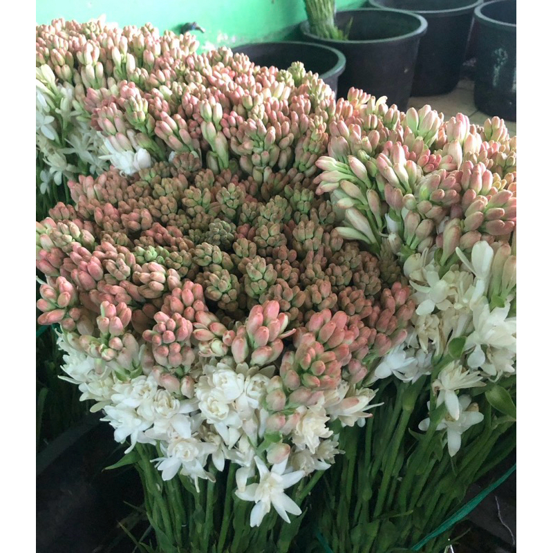 Jual 10 BATANG BUNGA SEDAP MALAM GRADE A+ AYANA FLORIST | Shopee Indonesia