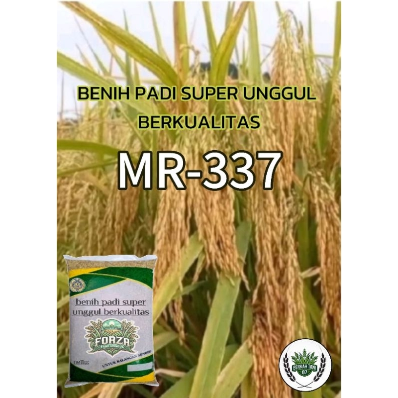 Jual benih padi unggul MR-337 super berkualitas. 1kg | Shopee Indonesia