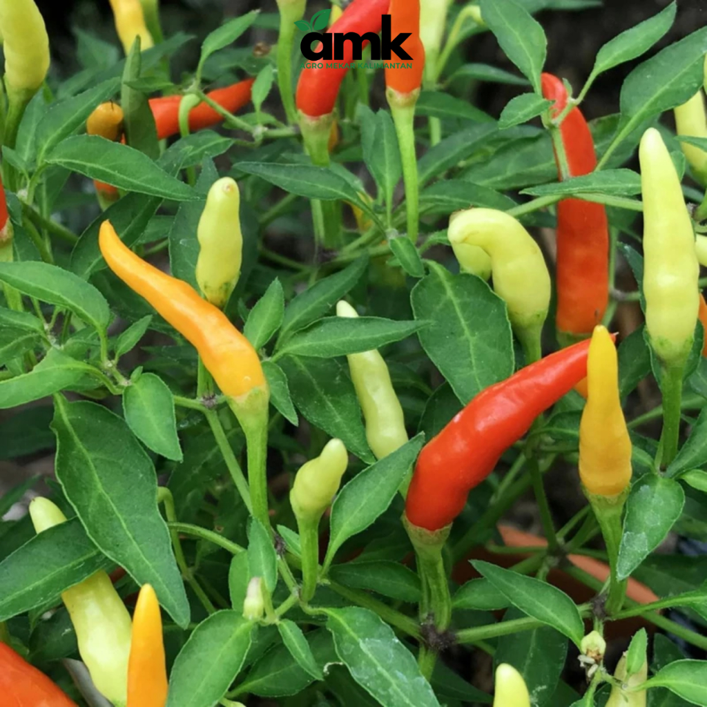 Jual ID BENIH BIBIT CABAI RAWIT - AGRO MEKAR KALIMANTAN | Shopee Indonesia