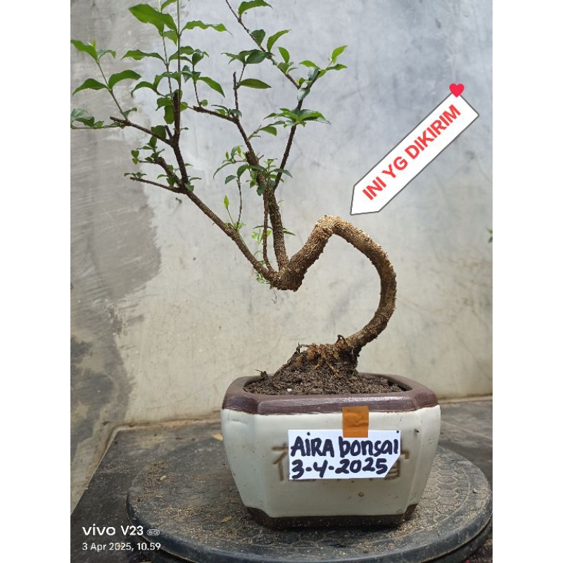 Jual bahan bonsai Sakura micro japan meliuk | Shopee Indonesia