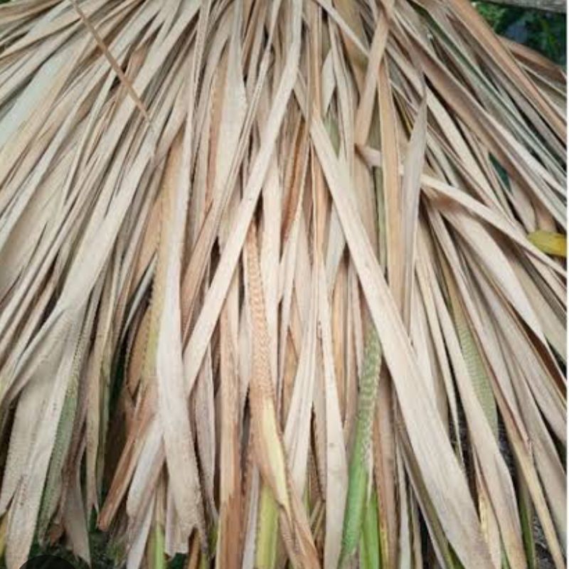 Jual Daun aren muda segar per 100 Lembar/lidi | Shopee Indonesia