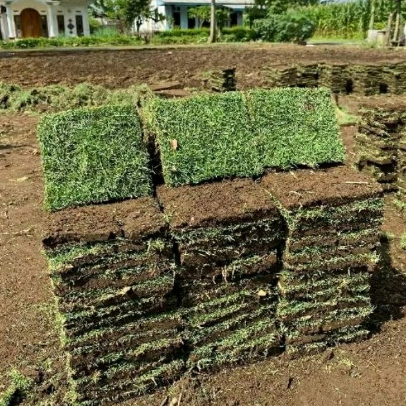 Jual Rumput Jepang Hidup Ukuran 1x1 Meter Berjarak. (isi 8 lembar ...