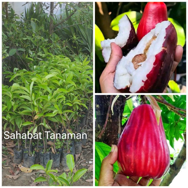 Jual Bibit Jambu Jamaika / Bol / Dersono okulasi / stek | Shopee Indonesia