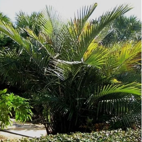 Jual Benih Langka / Biji Palem / Palm Seed: Arenga engleri / Dwarf ...