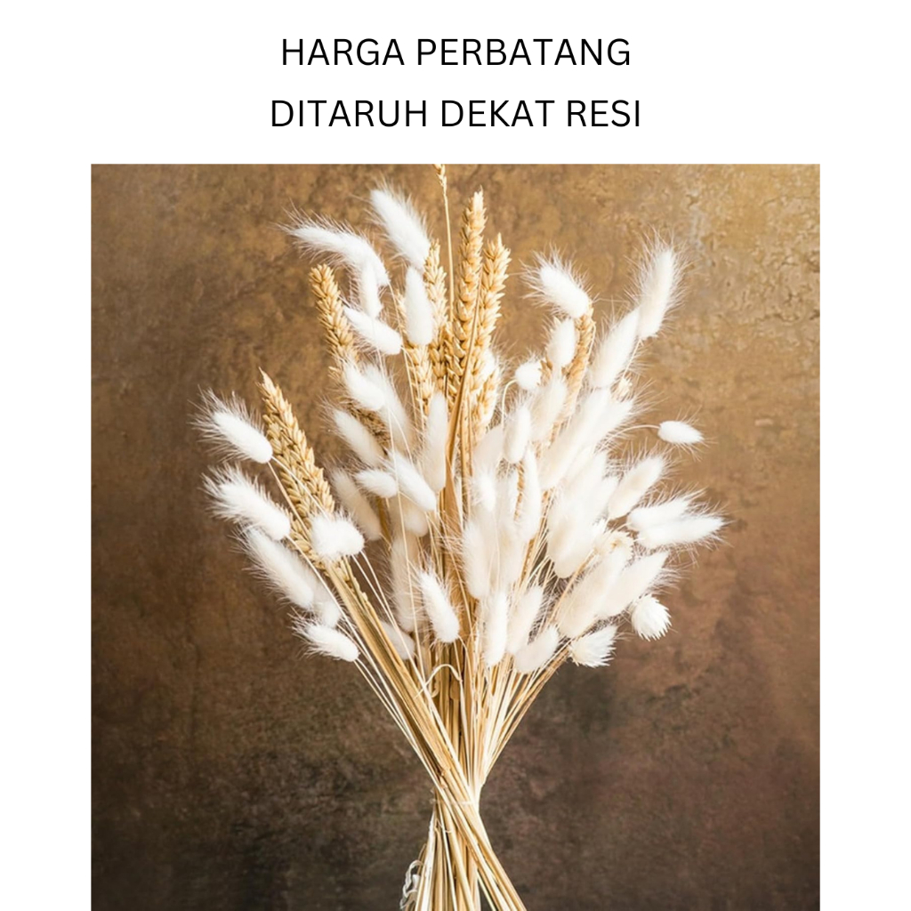 Jual BUNGA KERING BUNNY TAILS UNTUK VAS BUNGA ISI 1 BATANG, BARANG NYA ...