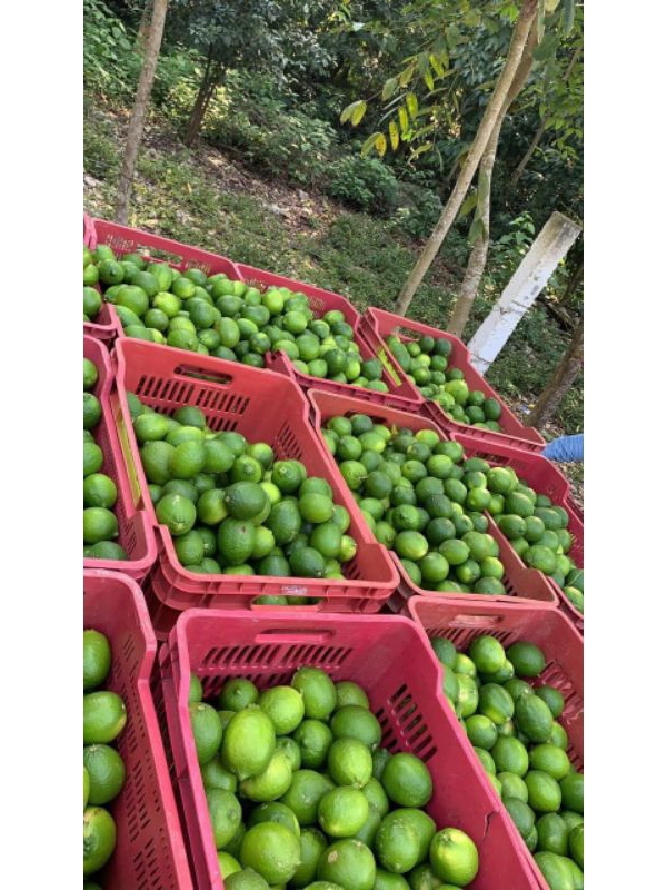 Jual Jeruk Nipis 1 Kg Asli Jember. | Shopee Indonesia