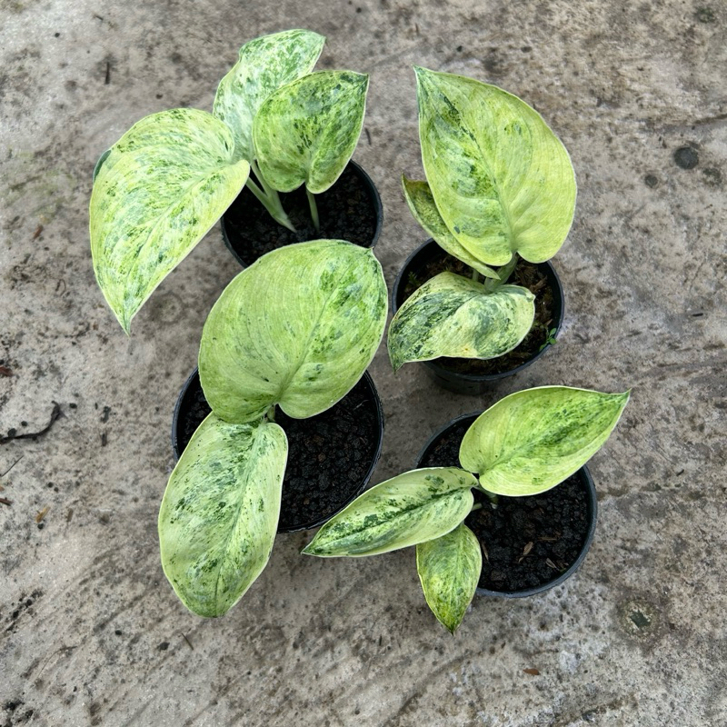 Jual Scindapsus Tembaga Variegata | Shopee Indonesia