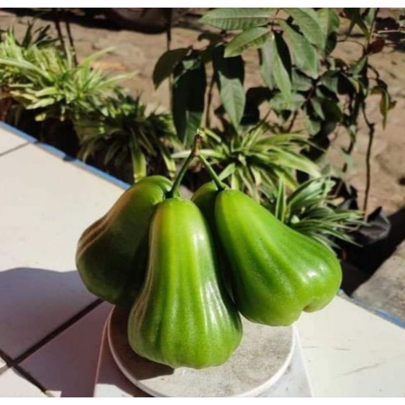 Jual Bibit Jambu Green Giant | Shopee Indonesia